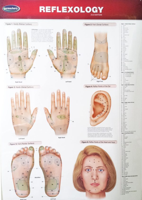 REFLEXOLOGY CHART POSTER - Opis Supplies Shop