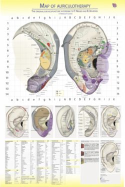 MAP OF AURICULOTHERAPY - THE ORIGINAL EAR ACUPUNCTURE ACCORDING TO P ...