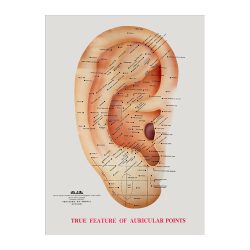 AURICULAR POINT CHART - Opis Supplies Shop